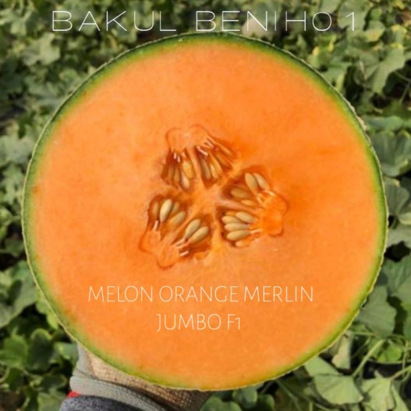 Jual PROMO 50 BENIH MELON ORANGE MERLIN JUMBO F1 BIBIT BUAH UNGGULAN ...