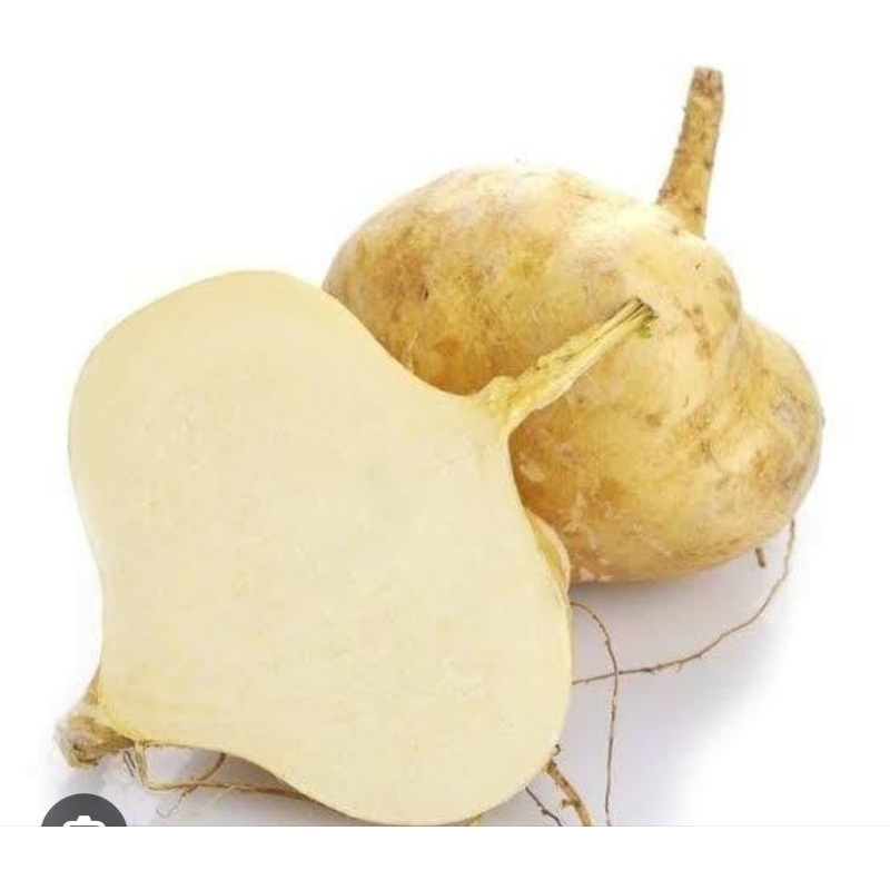 Jual 6 Benih Biji Benih Bengkuang Super Bengkoang | Shopee Indonesia