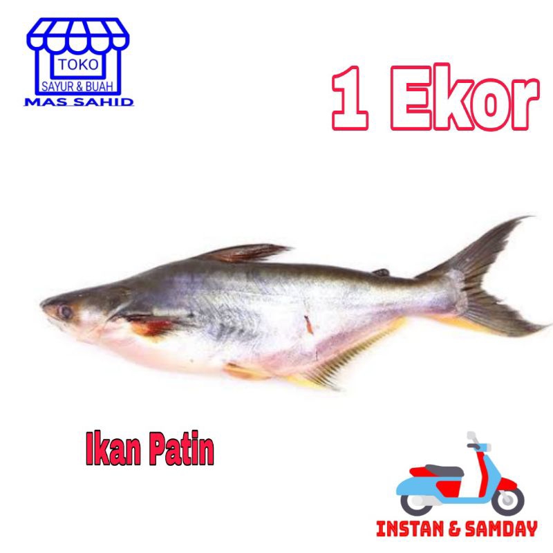 Jual Ikan Patin Segar 1 Ekor Patin Merah/Putih Potong/Utuh | Shopee ...