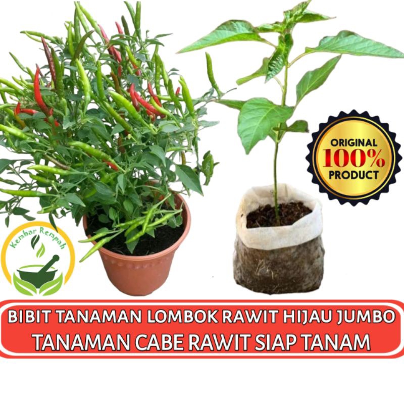 Jual Bibit Tanaman Lombok Rawit Hijau Super Jumbo Tanaman Cabe Rawit Hijau Siap Tanam | Shopee ...