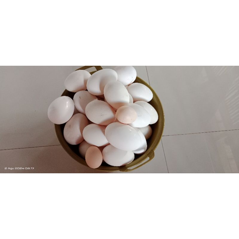 Jual TELUR ANGSA ,Soang asli fresh | Shopee Indonesia