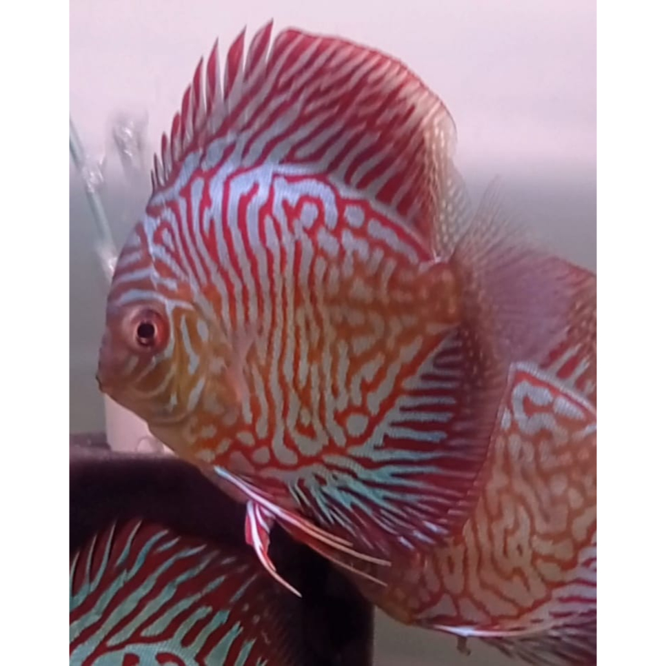 Jual Ikan Discus Tiger Snake 2,5" inch s/d 5" inch | Shopee Indonesia