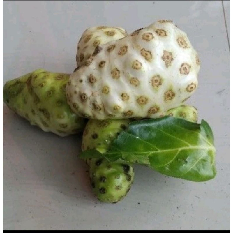 Jual buah pace/mengkudu 500gr | Shopee Indonesia