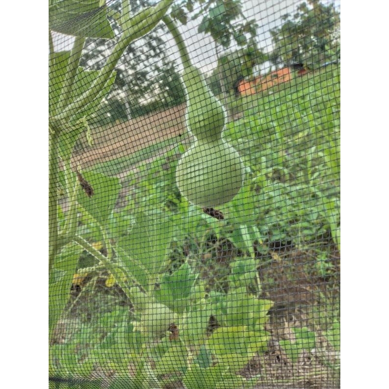 Jual BENIH LABU HIAS KENDI BOTOL 1 benih | Shopee Indonesia