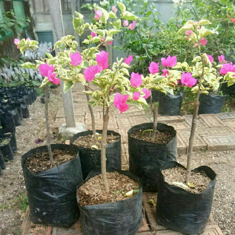 Jual bogenfil sambung merah delima varigata | Shopee Indonesia