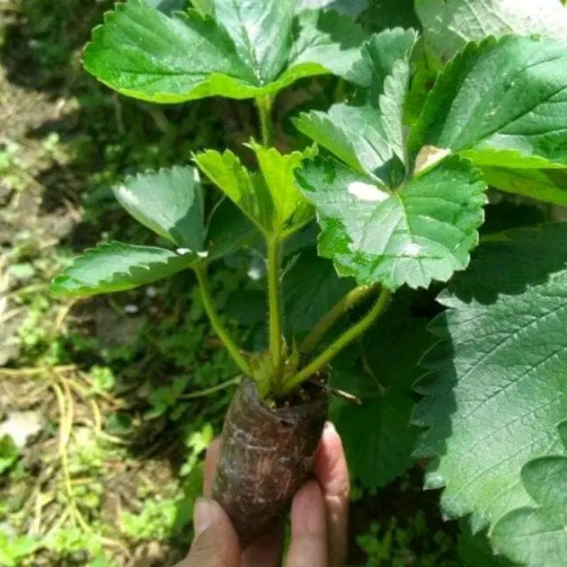 Jual paket 5 bibit strawberry dataran rendah bibit strawberry ...