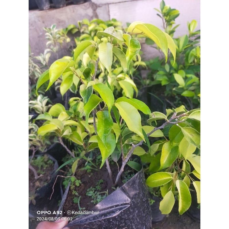 Jual FICUS GOLDEN || FICUS BENJAMINA GOLDEN EMAS | Shopee Indonesia