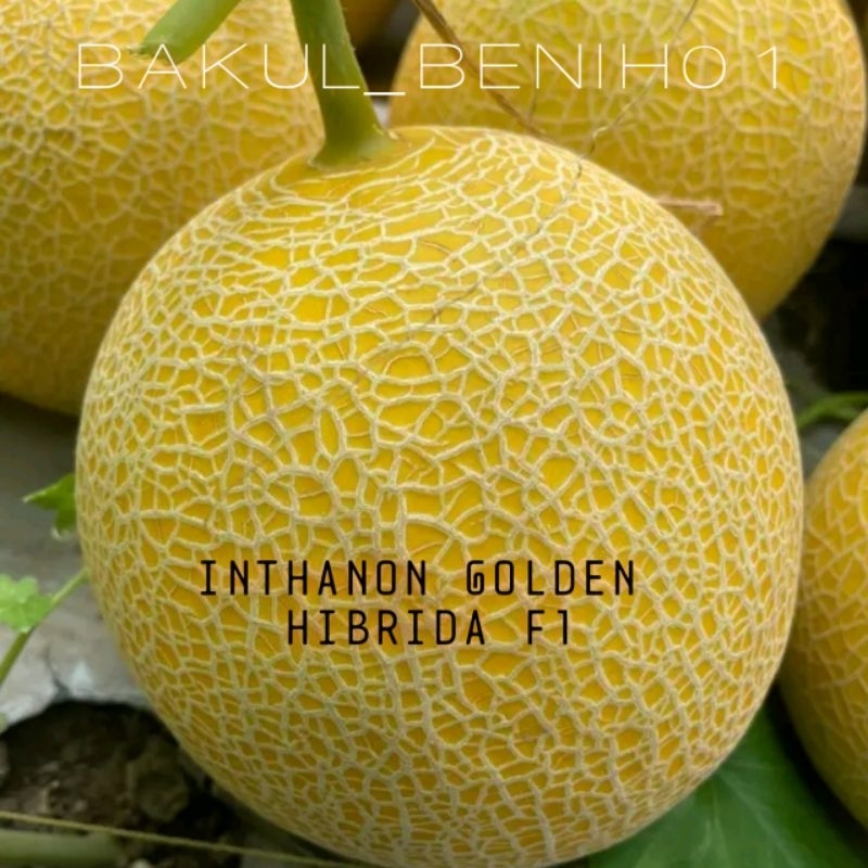 Jual PROMO 200++ BENIH MELON INTHANON GOLDEN HIBRIDA F1 BIBIT BUAH ...