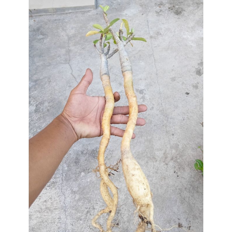 Jual Adenium Paket 2 pohon AKAR EMAS | Shopee Indonesia