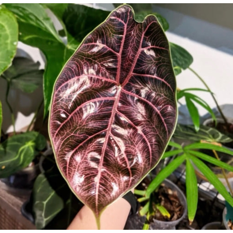 Jual Alocasia Azlani | Shopee Indonesia