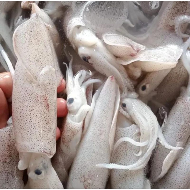 Jual Cumi Fresh Frozen 500gram | Shopee Indonesia