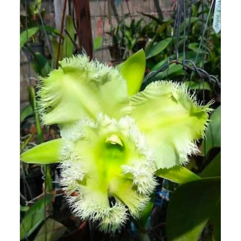 Jual Cattleya Bunga warna hijau jumbo | Shopee Indonesia
