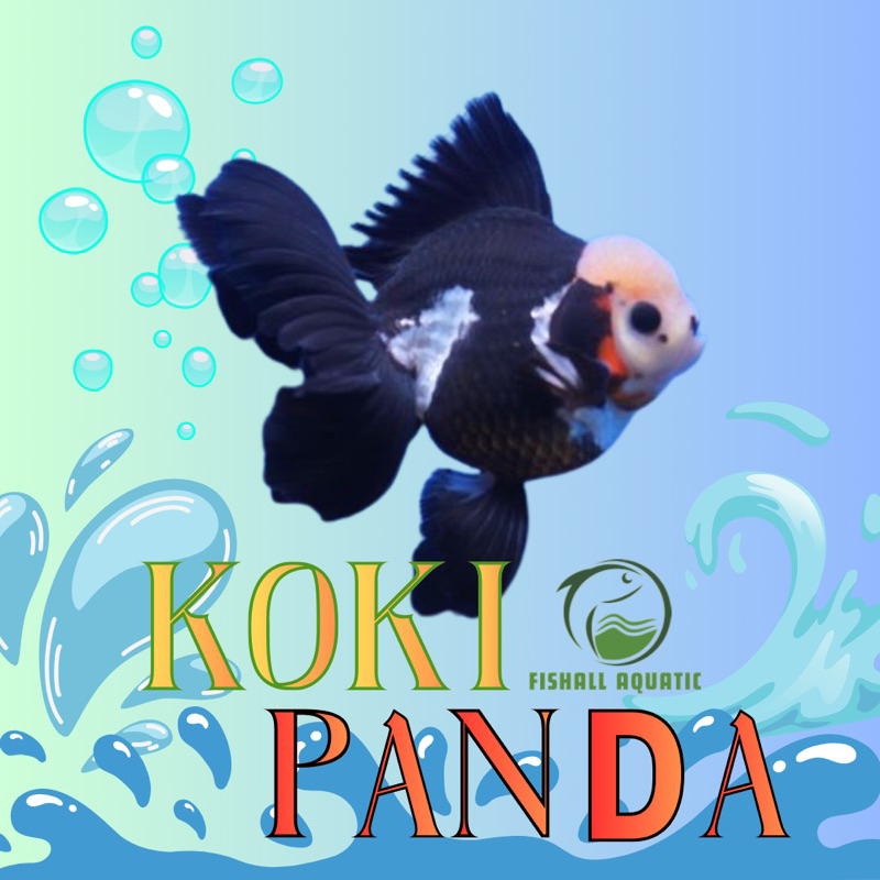 Jual fishall aquatic | ikan hias koki panda tricolor size 5-7cm - ikan ...