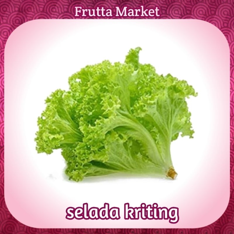 Jual Selada / Selada Kriting / Selada Fresh | Shopee Indonesia