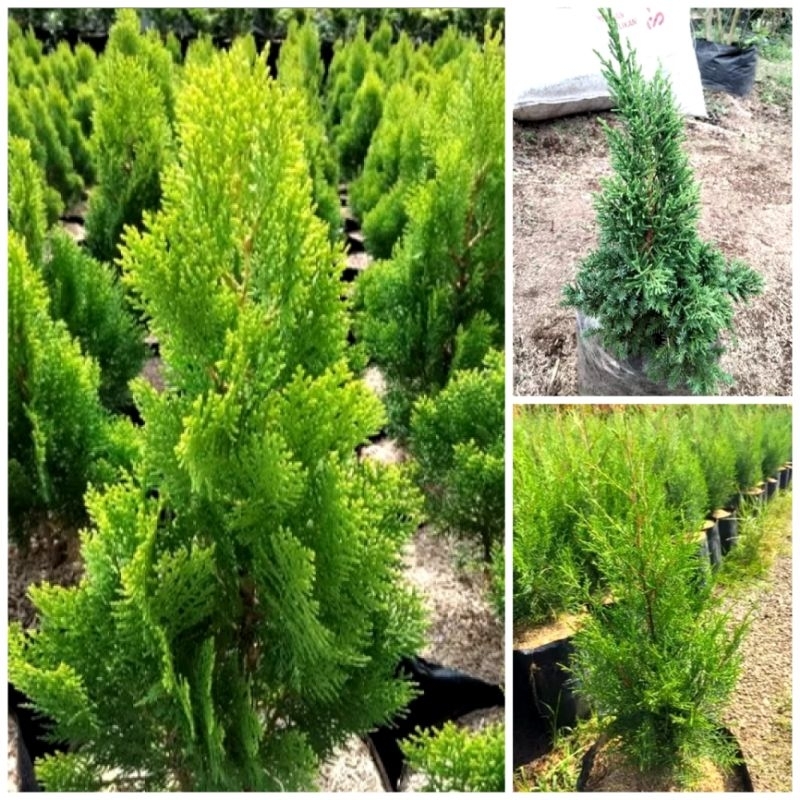 Jual paket 3 tanaman Cemara (pua pua,kipas,wangi) | Shopee Indonesia