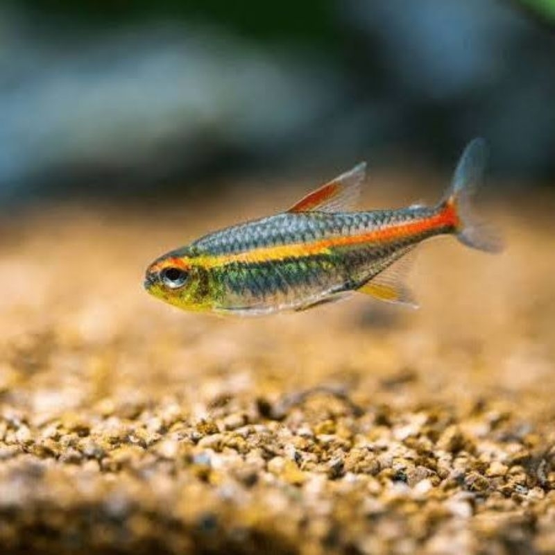 Jual Neon api - hiasan aquascape | Shopee Indonesia