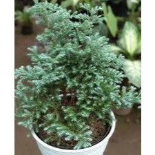 Jual Tanaman Hias Cemara Embun tinggi 1meter up | Shopee Indonesia