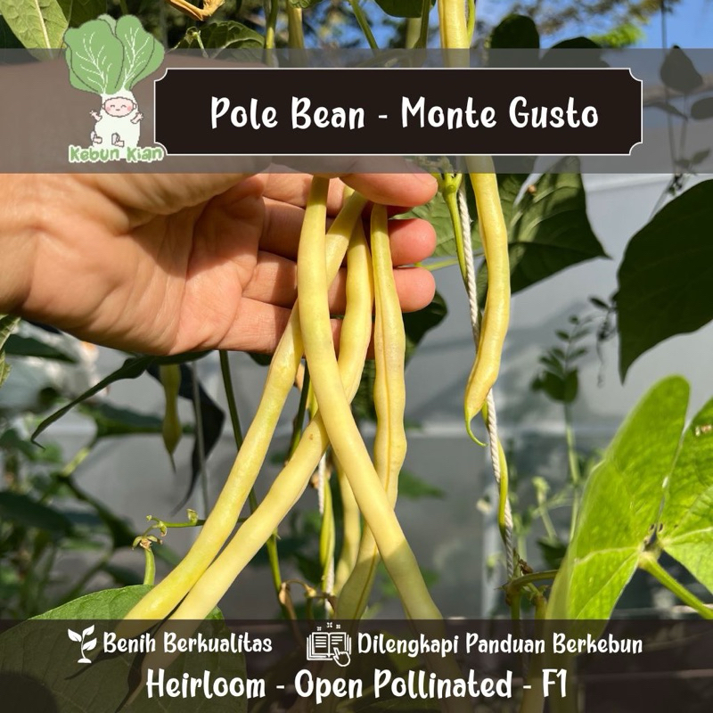 Jual 5 Biji - Benih Buncis Kuning Monte Gusto. Pole Bean/Merambat ...