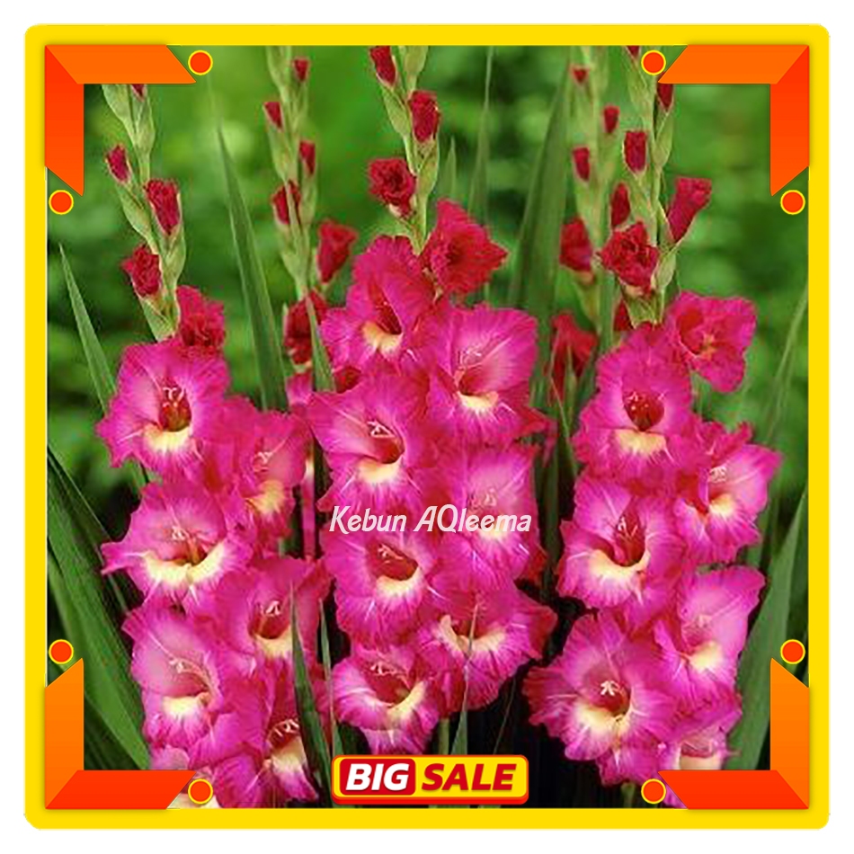 Jual Umbi Bunga Gladiol Holland - Benih Bunga Radiul Aneka Macam Warna ...