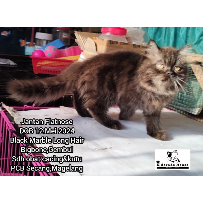 Jual Kucing Persia Flatnose Long Hair Jantan Black Marble | Shopee ...