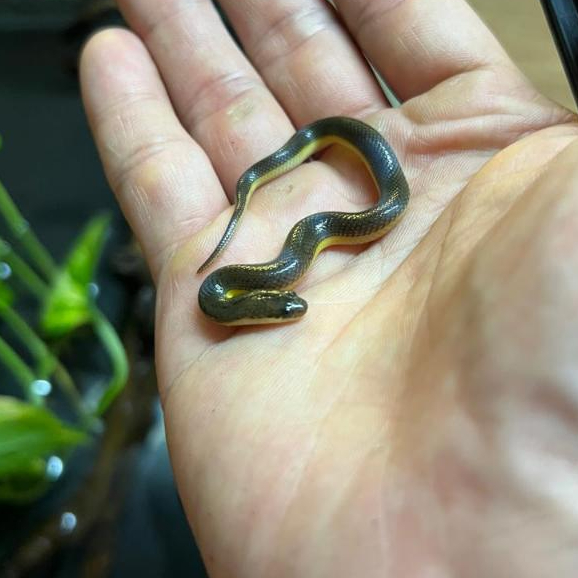 Jual Ular Air Plumbea / Rice Paddy Snake / Yellow Belly Water Snake ...