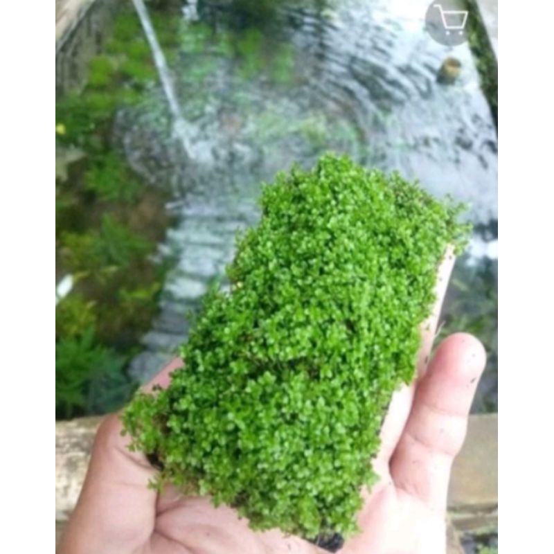 Jual tanaman carpet Cuba media pakis lempeng untuk bahan dasar ...