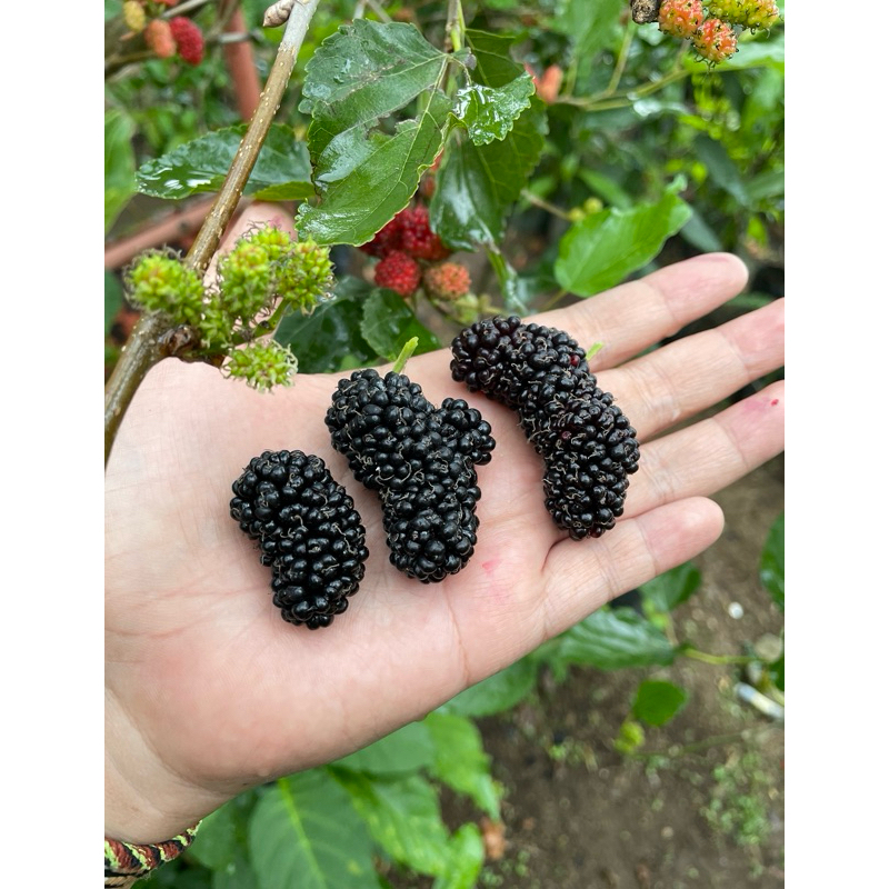 Jual Mulberry Jumbo ( Bei 1 Gratis 1 ) | Shopee Indonesia
