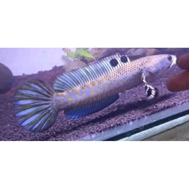 Jual CHANA BLUE PULCRA -+12CM | Shopee Indonesia