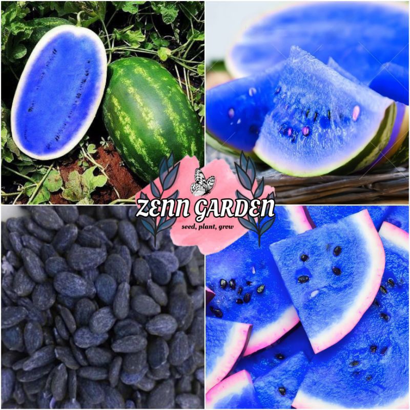 Jual Isi (10 Butir) Semangka Biru Sweet Blue Jepang F1 Kemasan Refa ...