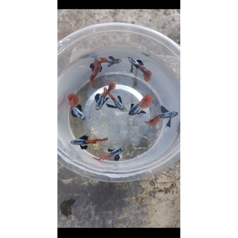 Jual 1 Pasang ikan guppy PRTDE (packing styrofoam) | Shopee Indonesia