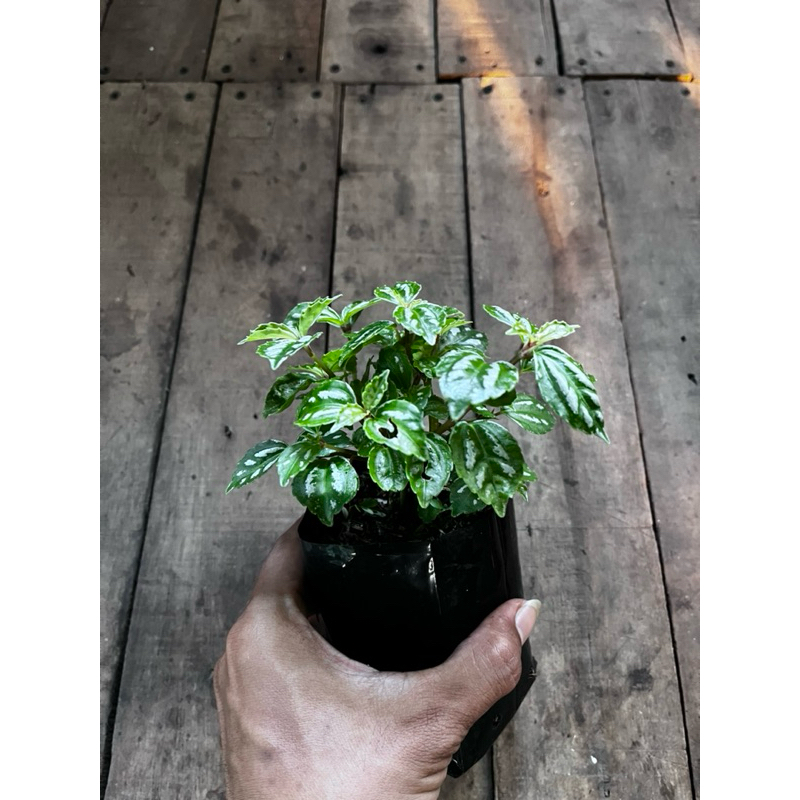 Jual Tanaman hias daun mutiara rimbun | Shopee Indonesia