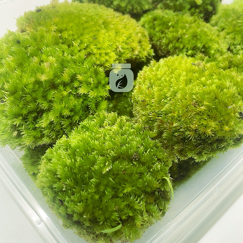 Jual Moss Forest / Moss Pillow / Moss Pincushion - Lumut Kayu / Lumut ...