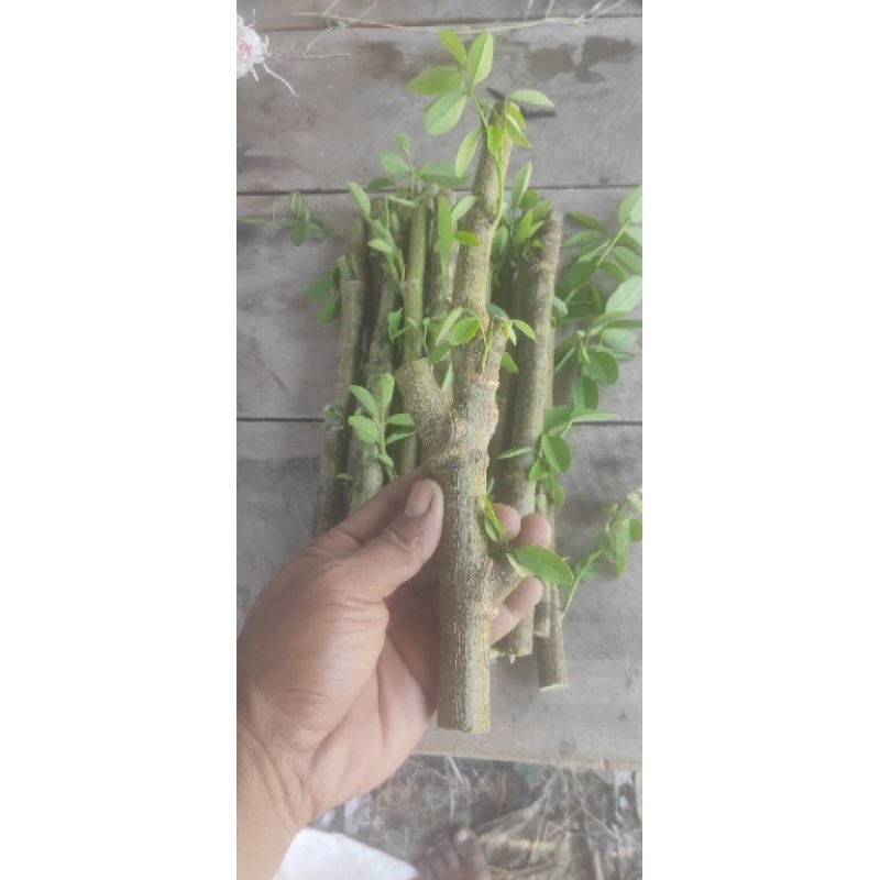 Jual 18 stek bibit indigofera tinggi protein untuk hewan ternak mudah ...