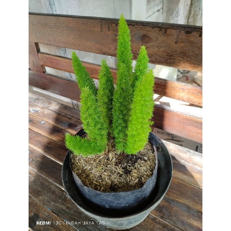 Jual Tanaman cemara ekor tupai rimbun | Shopee Indonesia