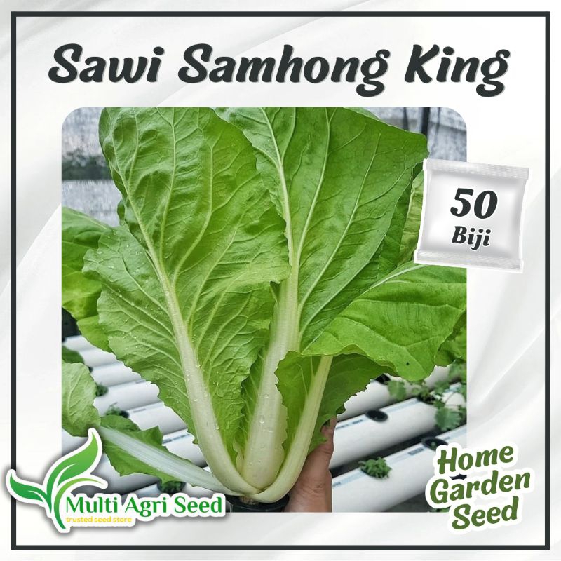 Jual 50 Biji Benih Sawi Samhong King Bibit Sayuran Hidroponik | Shopee ...