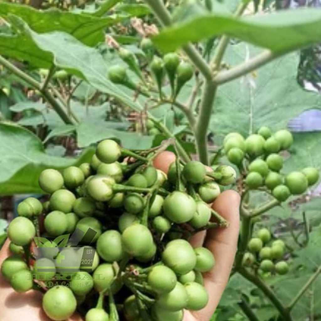 Jual Jual Buah Takokak Atau Cepokak Segar 1 kg | Shopee Indonesia