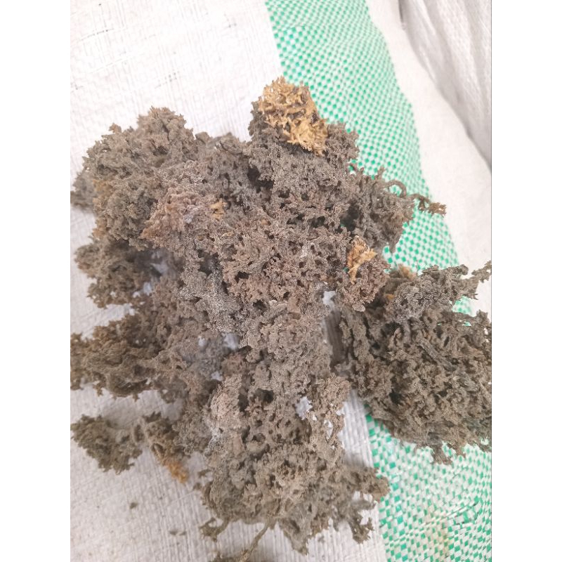 Jual Rumput Laut Kering (Sacol) | Shopee Indonesia