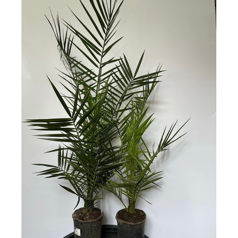 Jual tanaman hias outdoor - pohon palem kenari - palm kenari ...