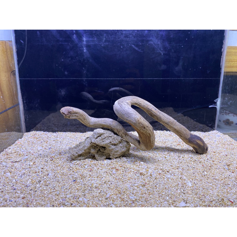 Jual kayu santigi akar santigi sentigi aquascape chana paludarium ...