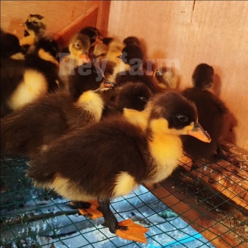 Jual DOD BEBEK HIBRIDA/ BIBIT BEBEK PEDAGING | Shopee Indonesia