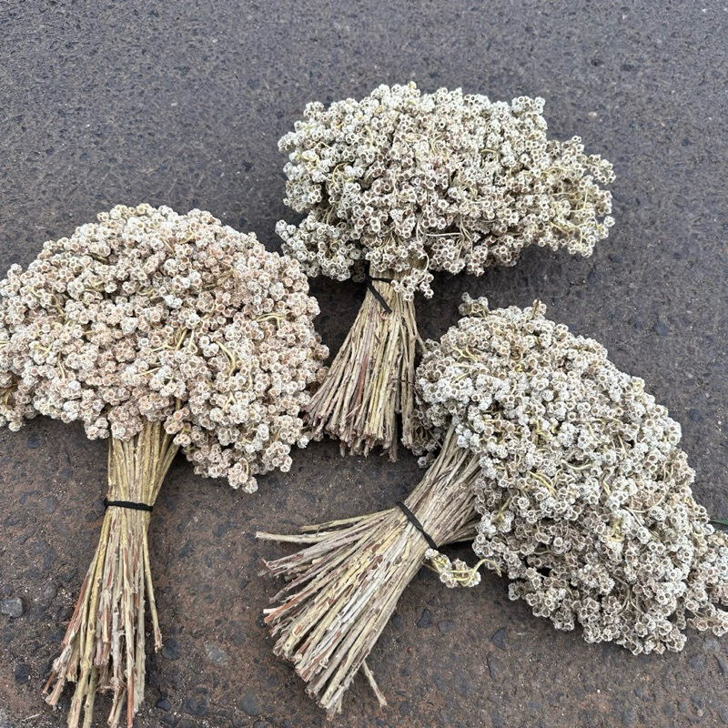 Jual IKAT JUMBO 60-75 batang !!! Bunga Abadi Edelweis Hiasan Vas Guci ...