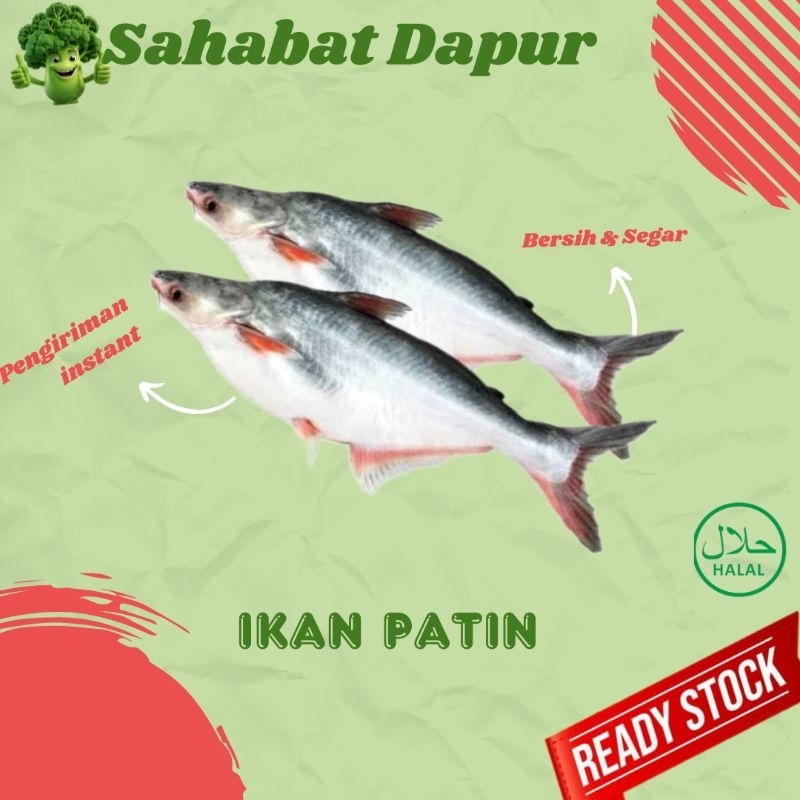 Jual Ikan Patin fresh - ikan segar palembang - Sahabat Dapur Delivery ...