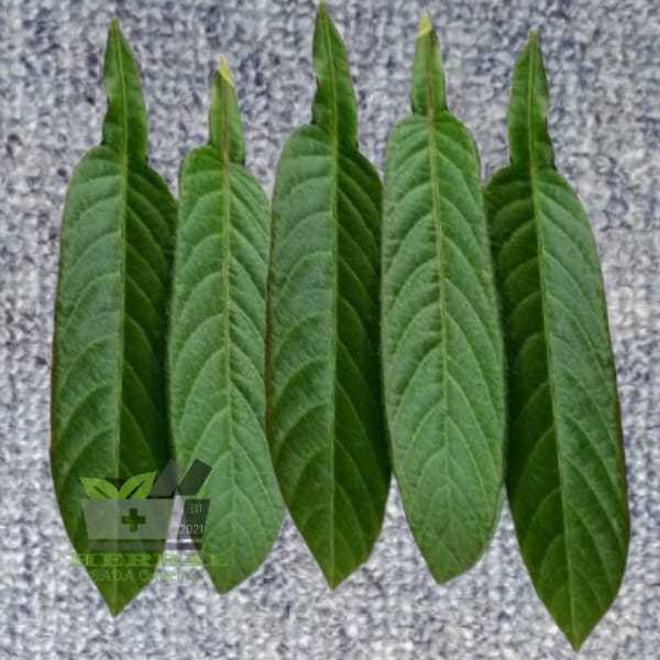 Jual Daun Duduk Atau Desmodium triquetrum Segar | Shopee Indonesia