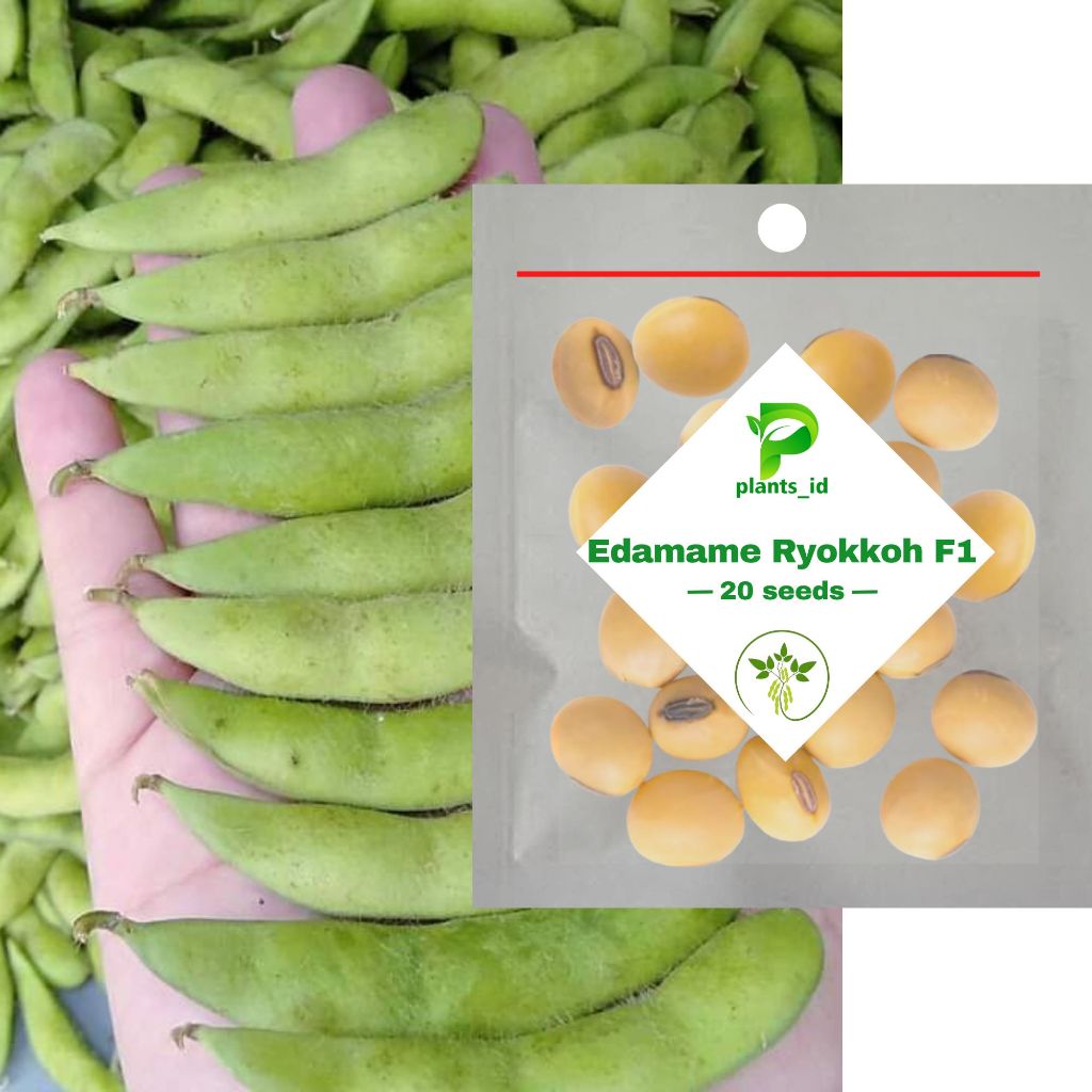 Jual benih bibit kacang kedelai edamame ryokko | Shopee Indonesia
