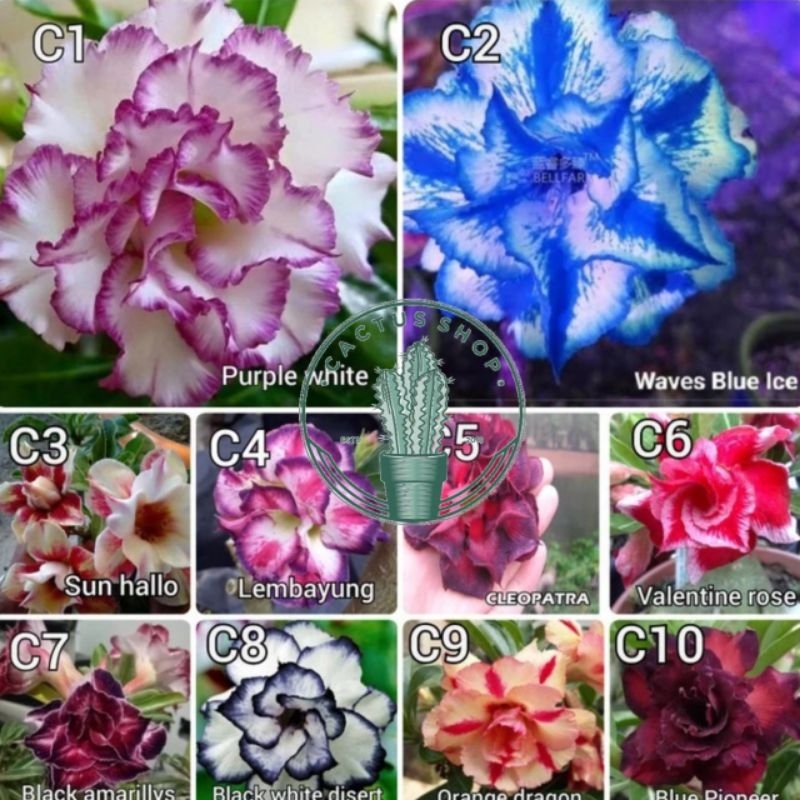 Jual Tanaman Hias Adenium Kamboja Jepang Bunga Tumpuk Tanaman Hidup
