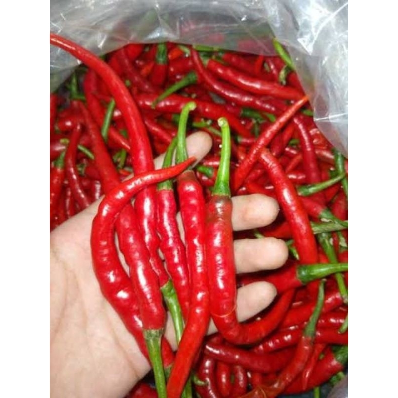Jual Cabe/Cabai merah keriting fresh 500 gr | Shopee Indonesia