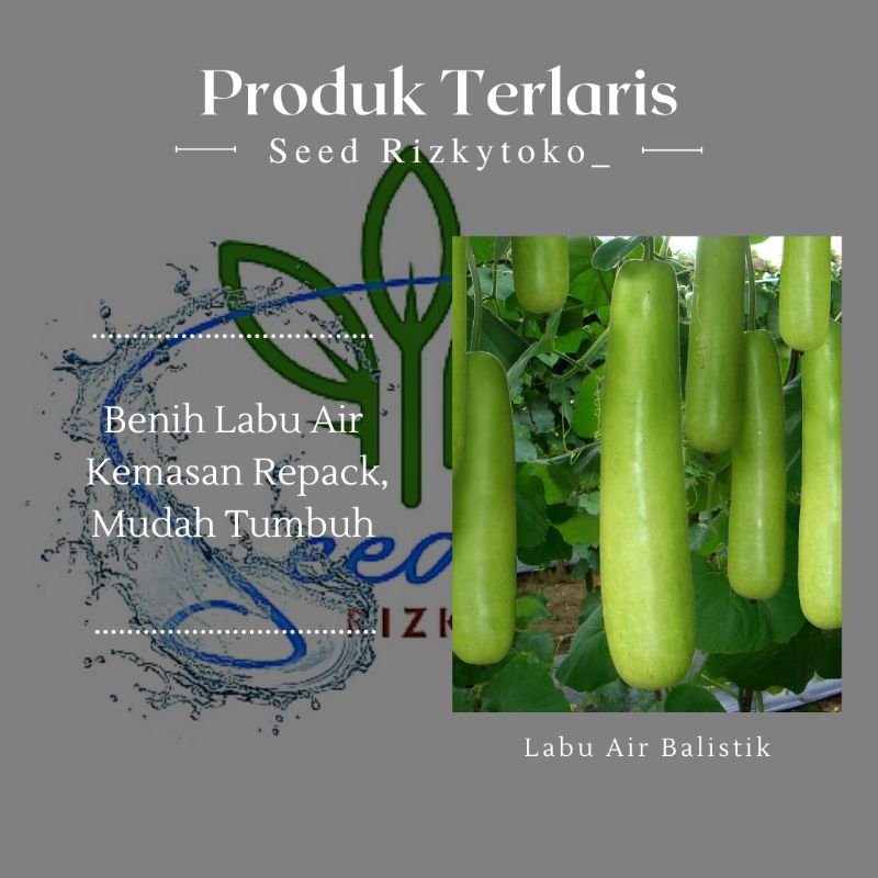 Jual Bibit benih labu air balistik 2biji repacking | Shopee Indonesia