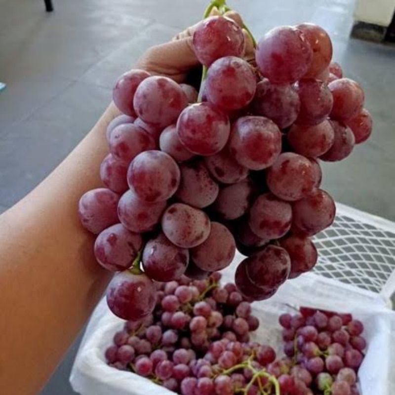 Jual buah anggur rrc 1dus 6kg | Shopee Indonesia