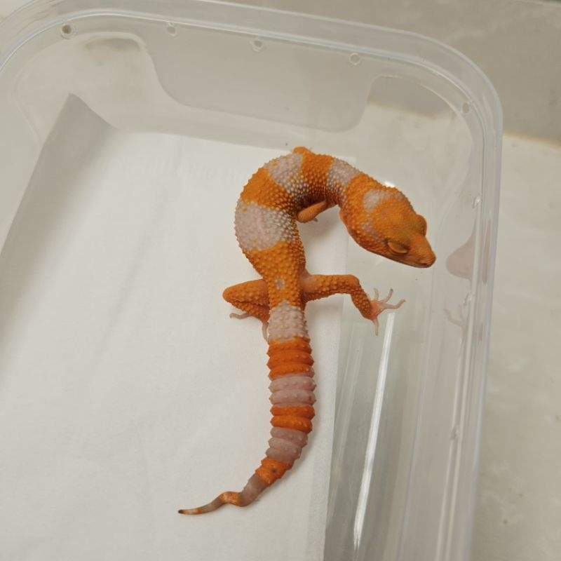 Jual [G033] (Male) Tremper Lavender (Dob 25.4.24) (Minus) | Shopee ...