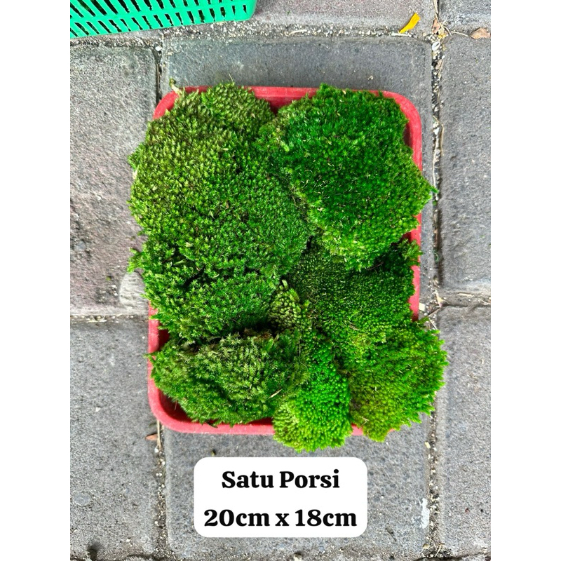 Jual PRESERVED MOSS - LUMUT AWETAN - LUMUT ABADI (BUKAN UNTUK DI AIR ...